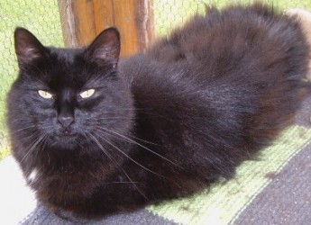 Kingsdown Cat Sanctuary Kent - Cats For Adoption