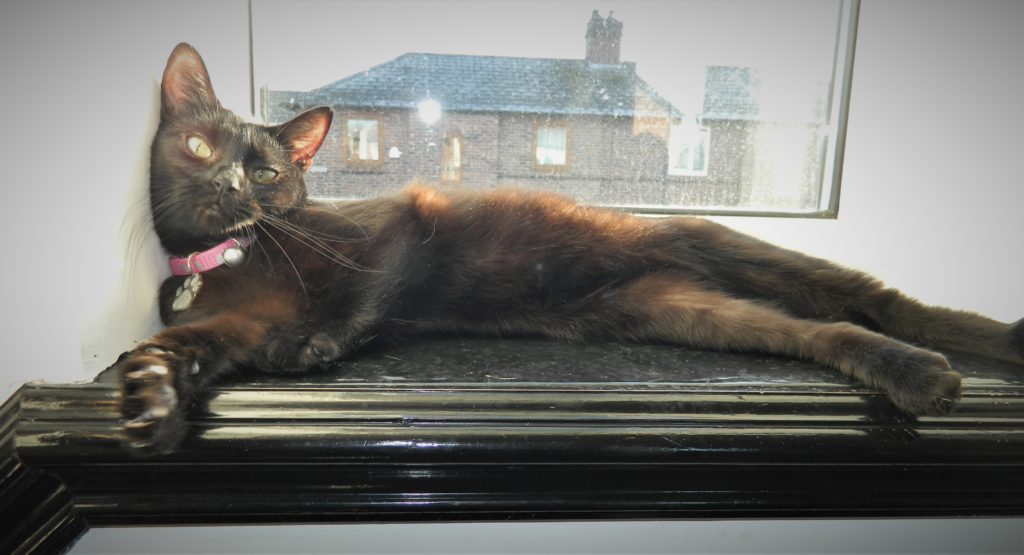 Ripley - 1-2 year old female Black Domestic Short-Haired Cat - Cats For ...