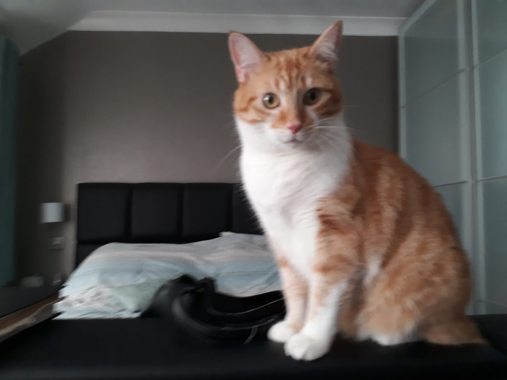 Jaffa - 3 year old male Ginger and White Domestic Short-Haired Cat ...