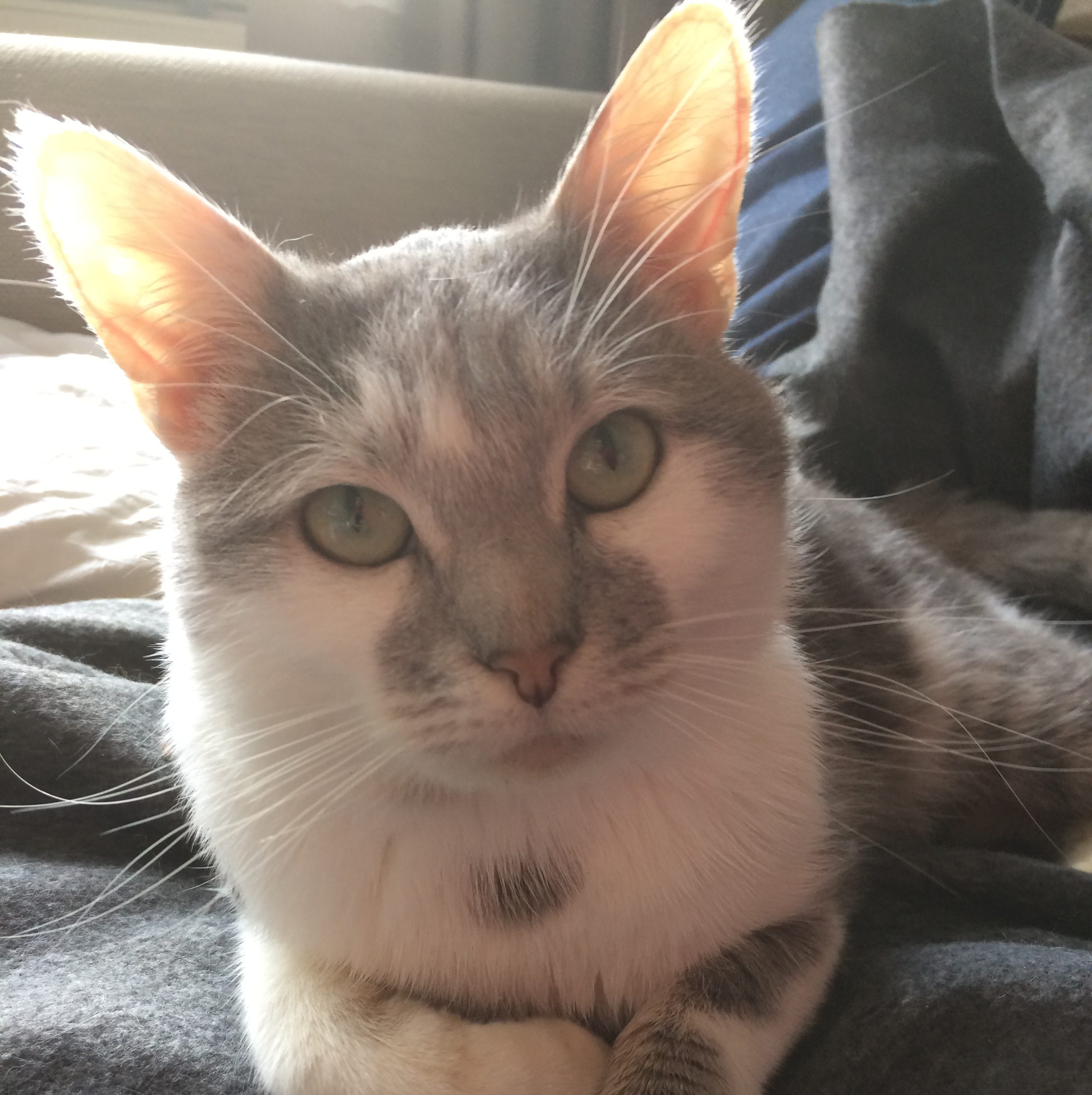 Bert - 3 year old male Tabby and White Domestic Short-Haired Cat - Cats ...