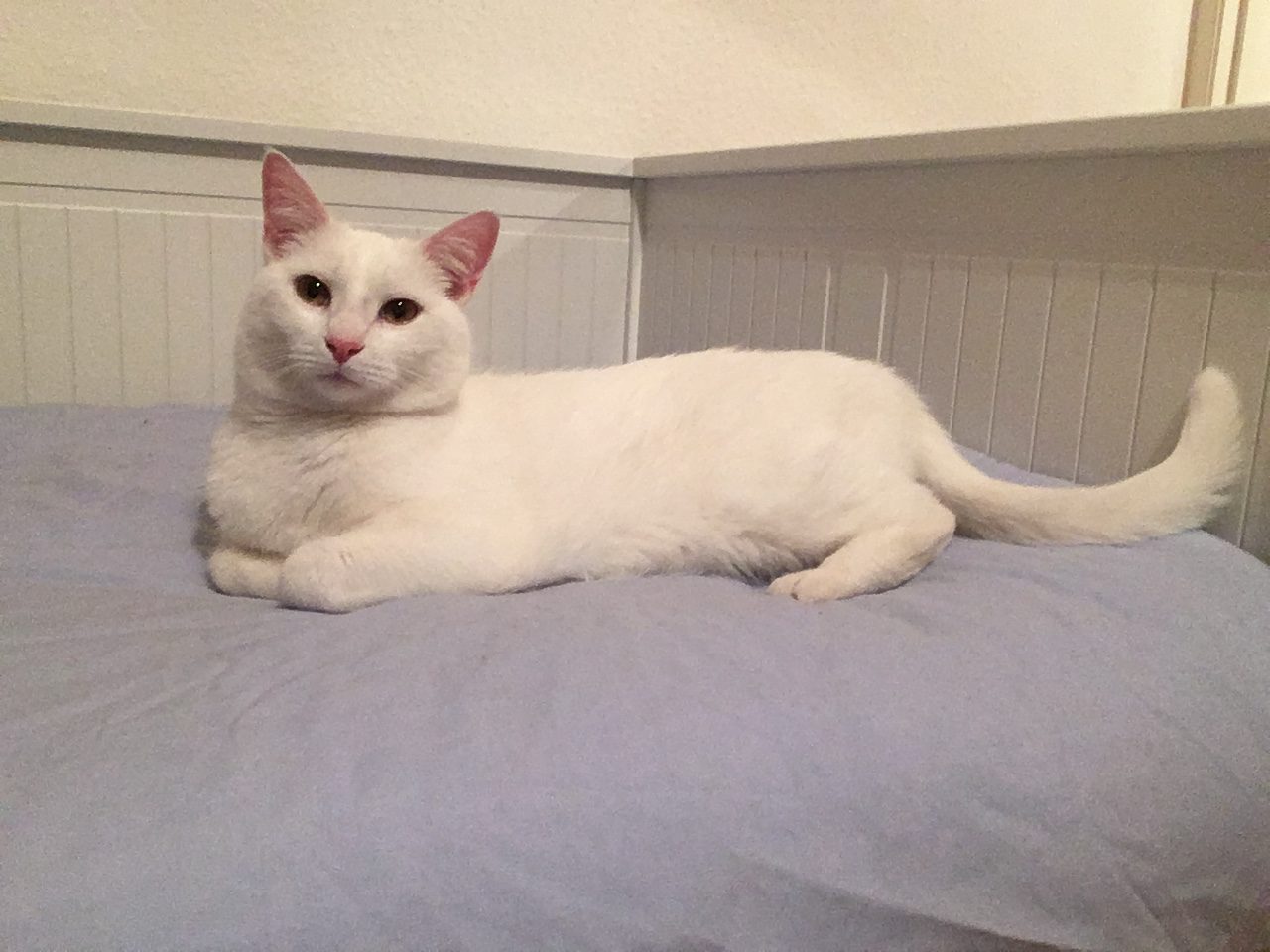 Casper - 2 year old male White Domestic Short-Haired Cat - Cats For ...