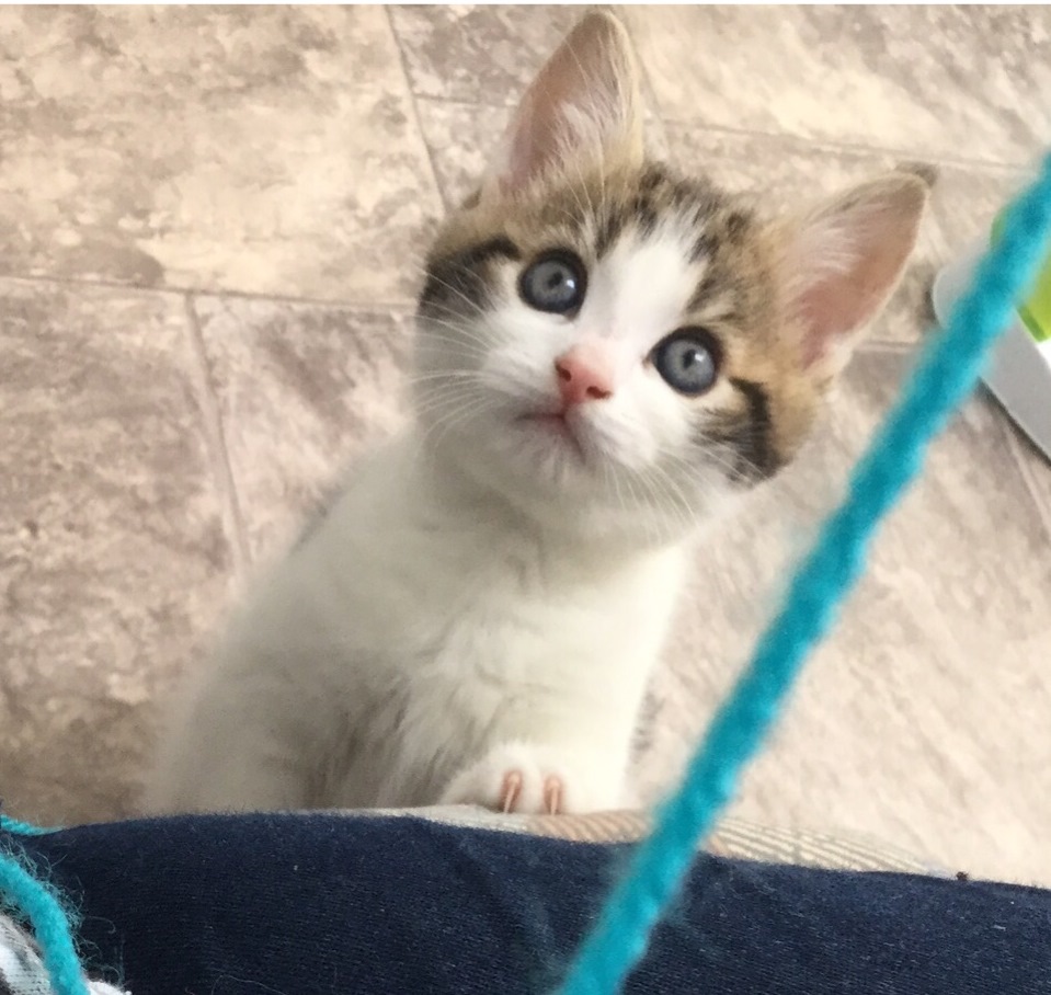 Timmy - 9 week old male Tabby and White Domestic Short-Haired Cat ...