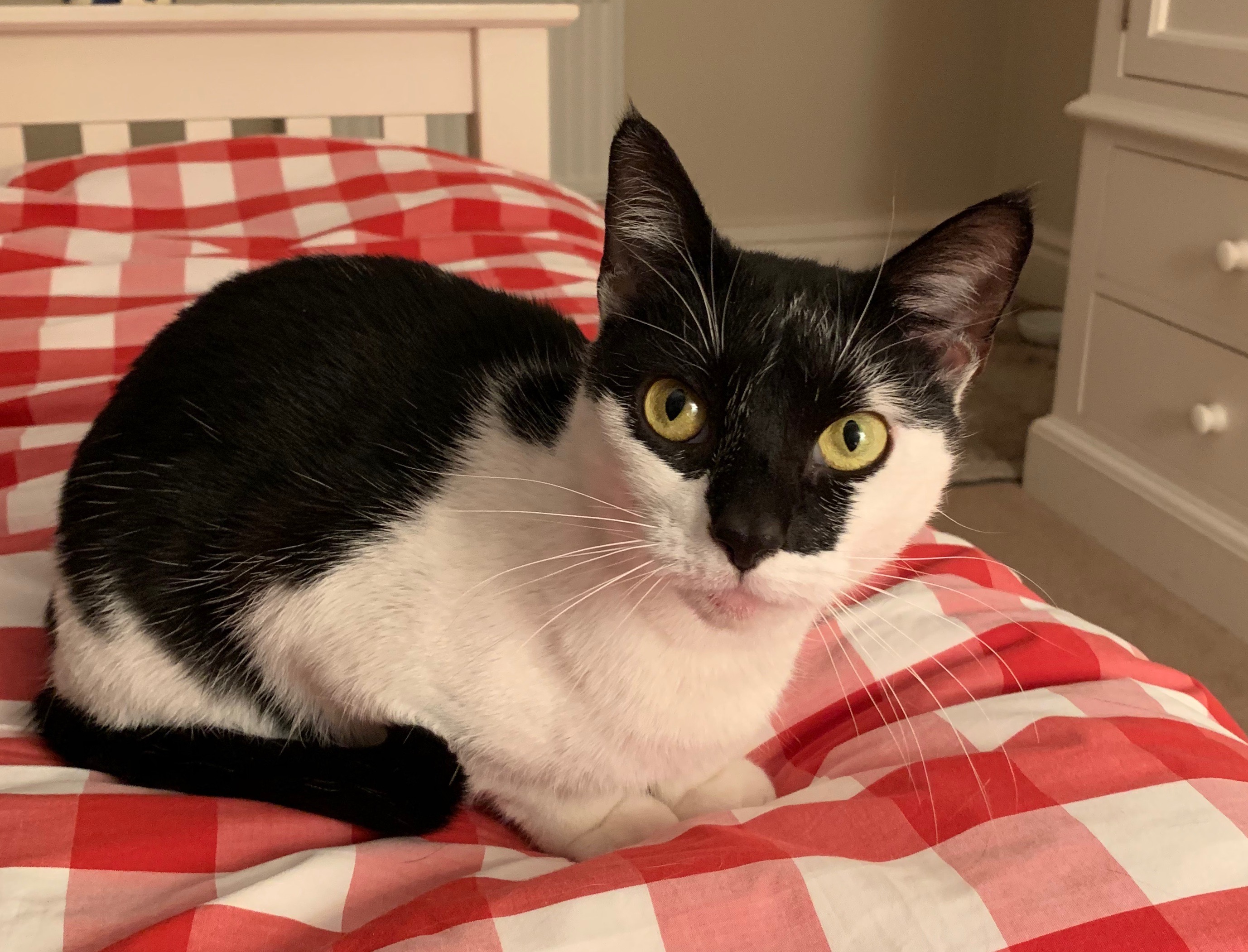 Holly - 3 year old female Black and White Domestic Short-Haired Cat ...