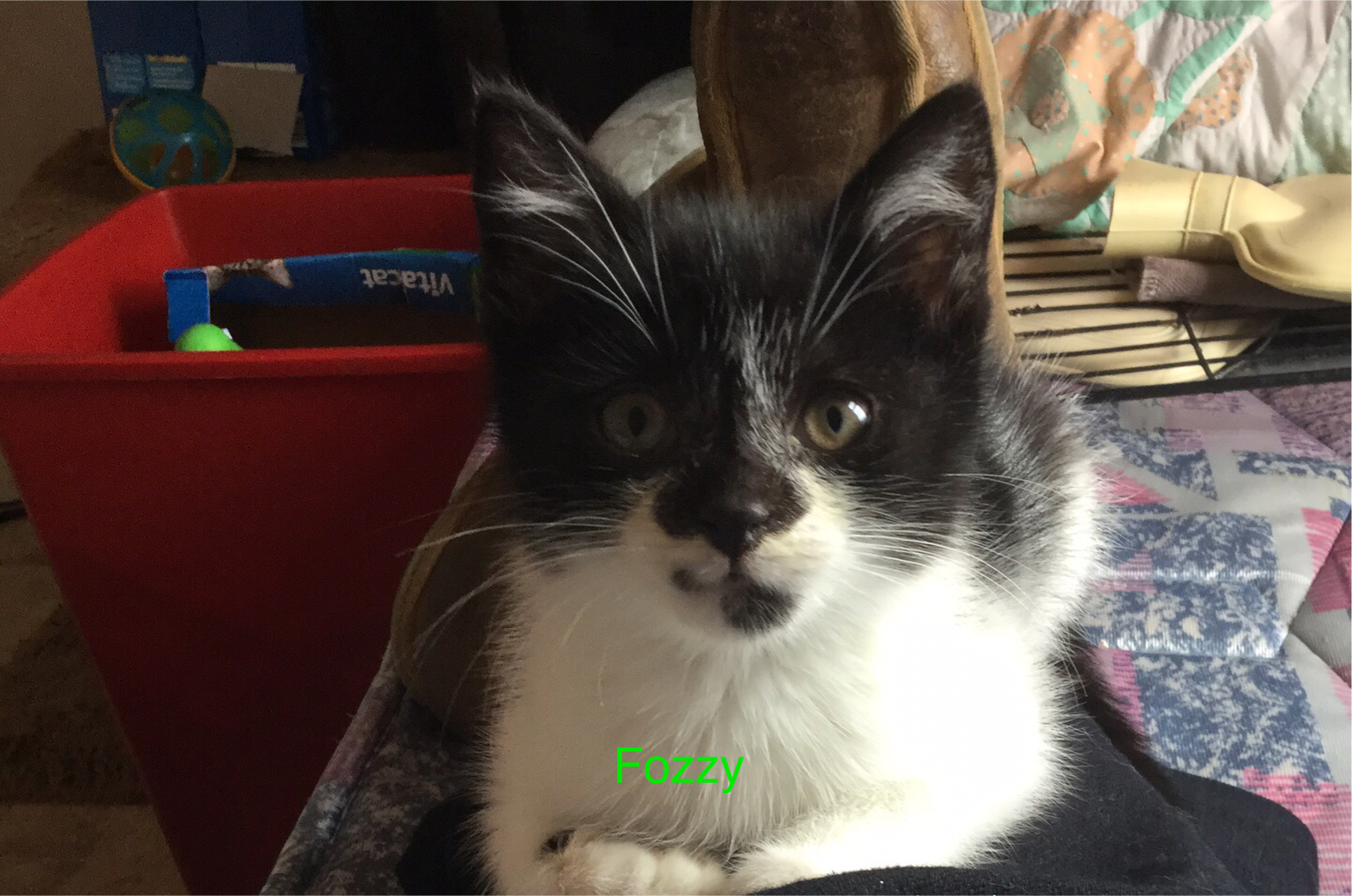 Fozzy Flossy and Fuzzy - 10 week old male and female Black and White ...