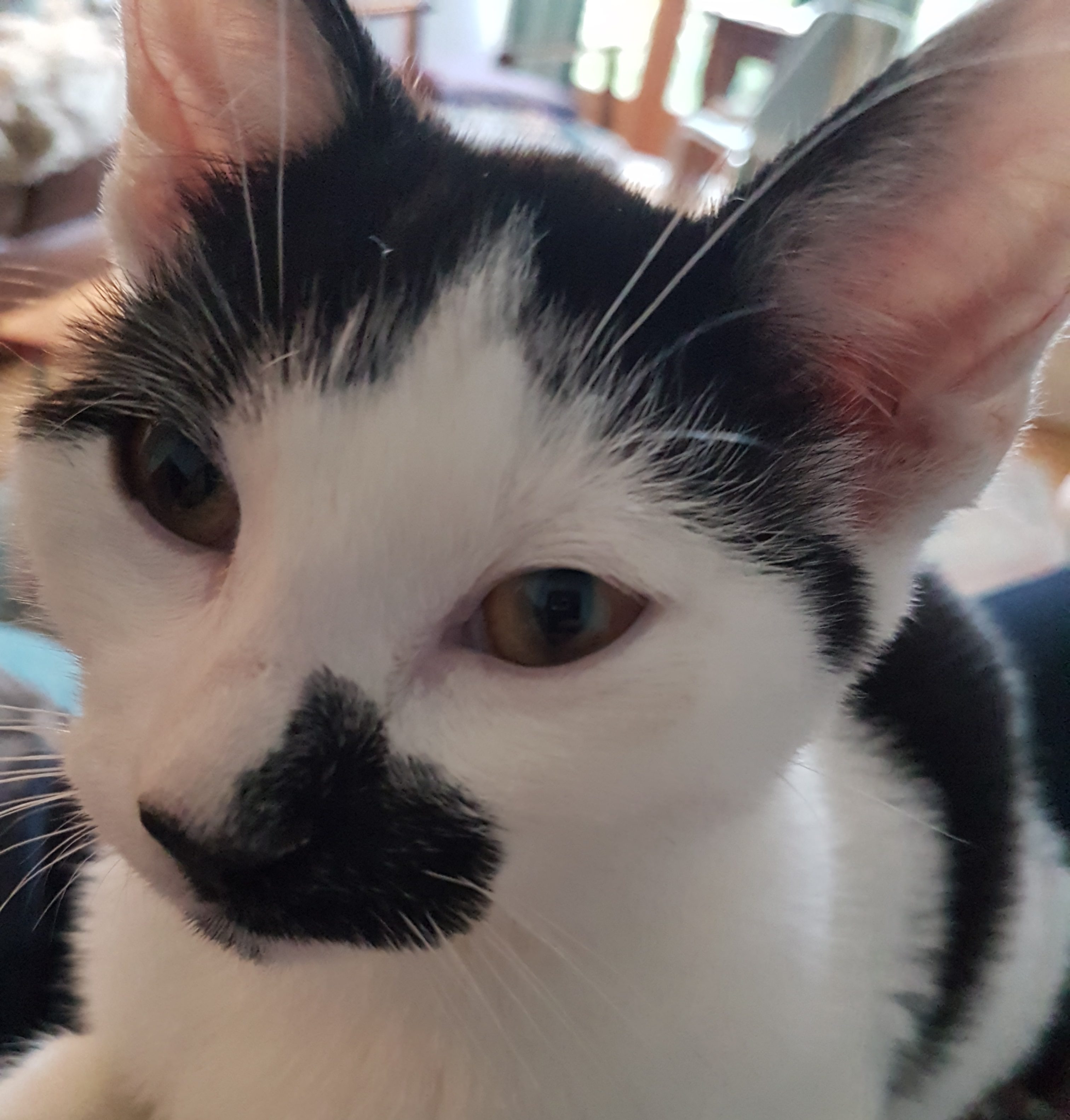 Ned - 5 month old male Black and White Domestic Short-Haired Cat - Cats ...
