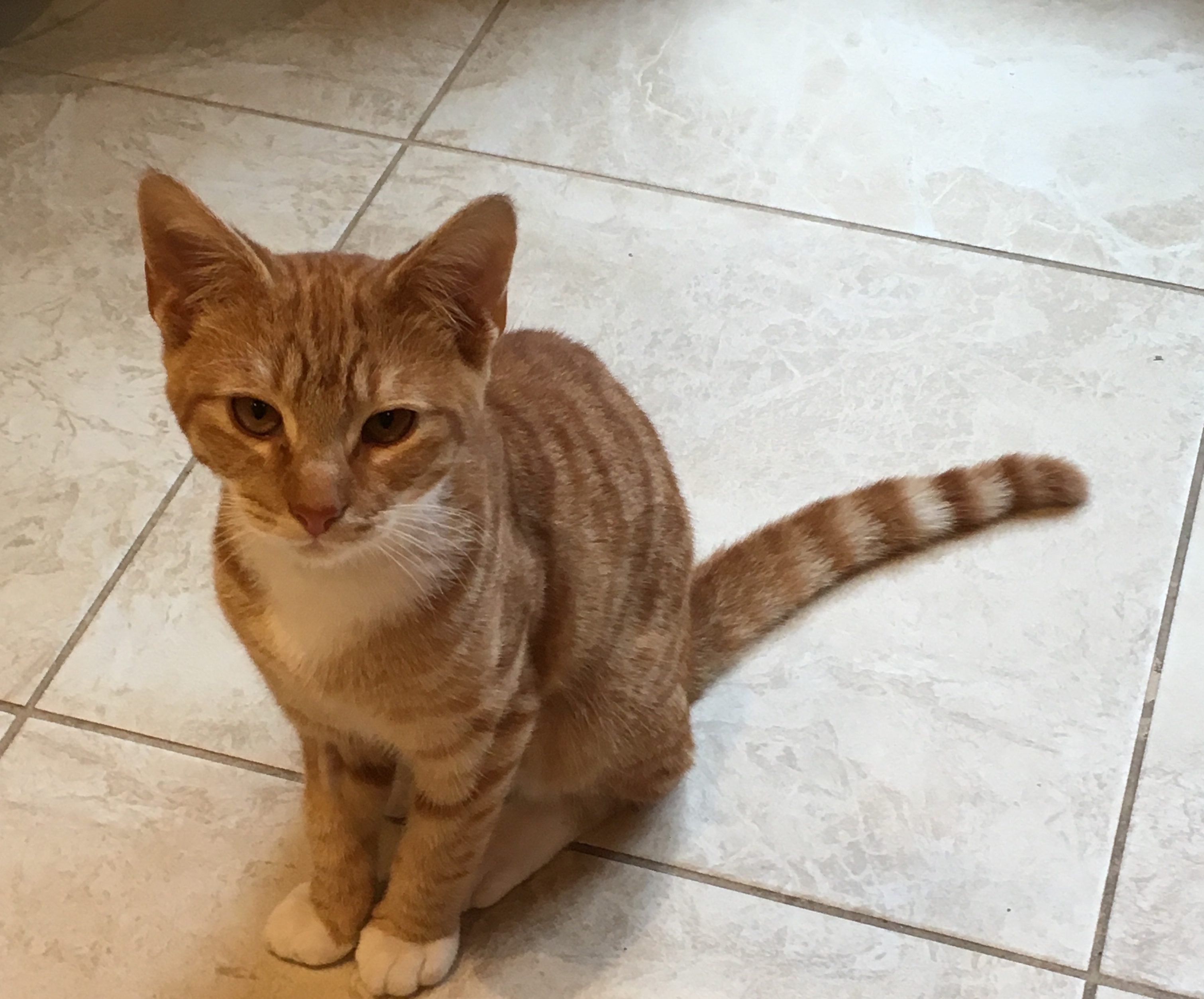 Nemo - 6 month old male Ginger Domestic Short-Haired Cat - Cats For ...
