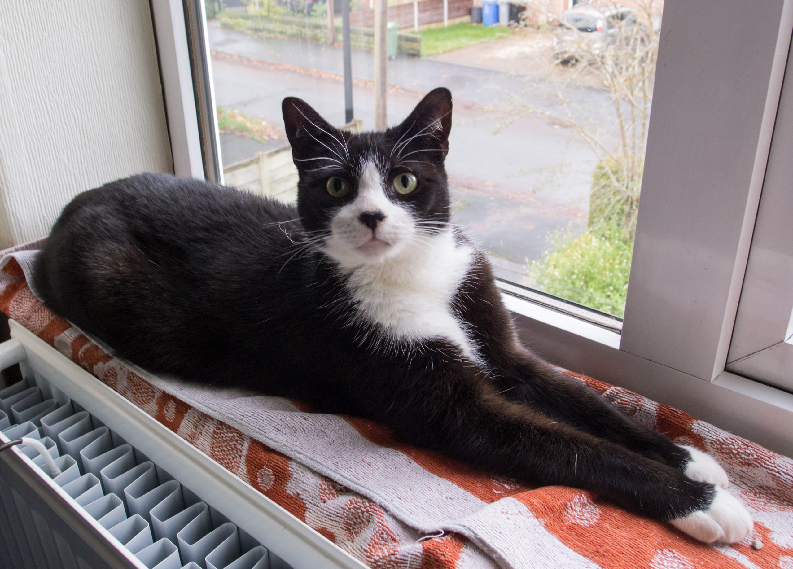 Jasper and Casper - 5 year old male Black and White Domestic Short ...