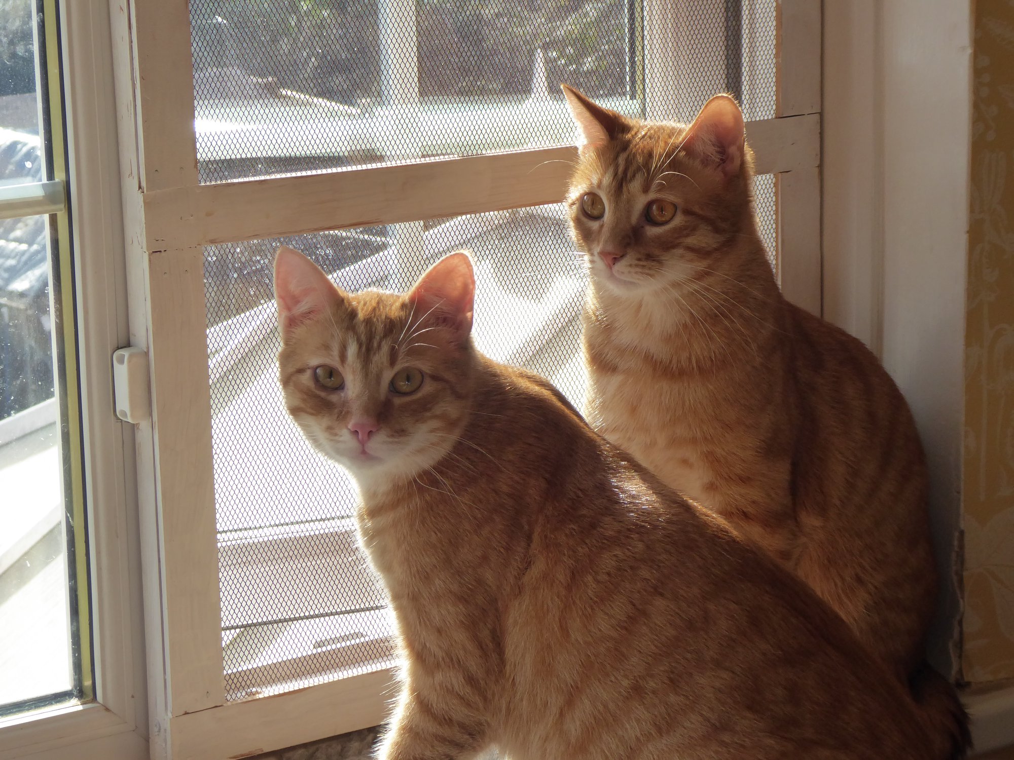 Cats to be Adopted Together - Cats For Adoption