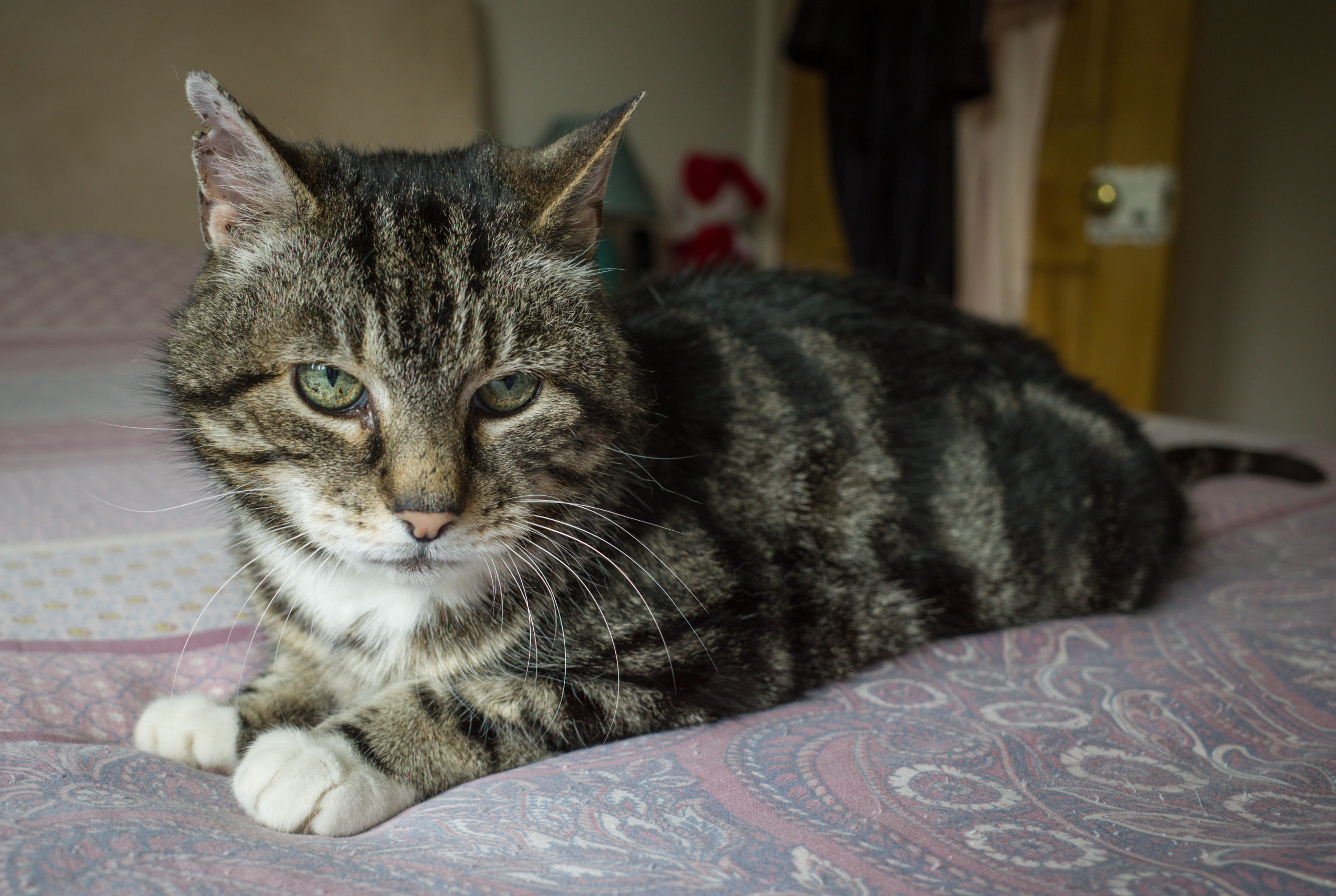 Joshua - 9 year old male Tabby Domestic Short-Haired Cat - Cats For ...