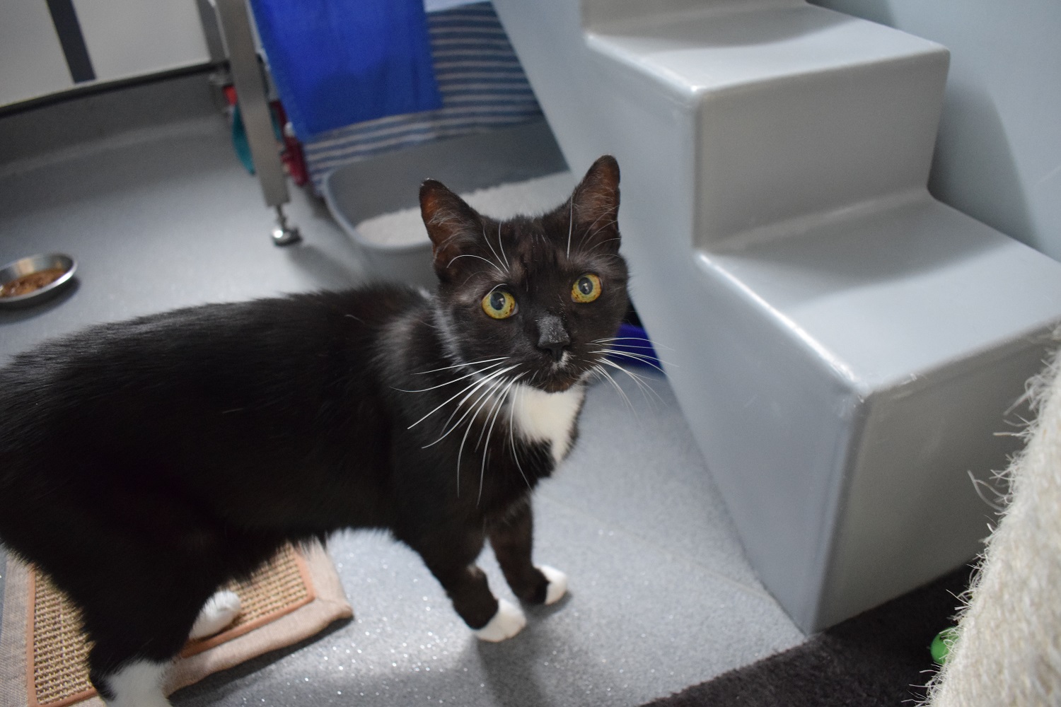 Older Cats For Adoption - Cat Adoption UK