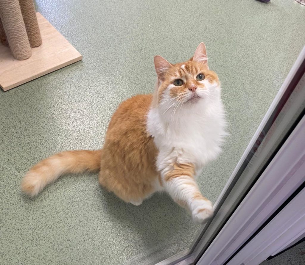 Older Cats For Adoption - Cat Adoption UK