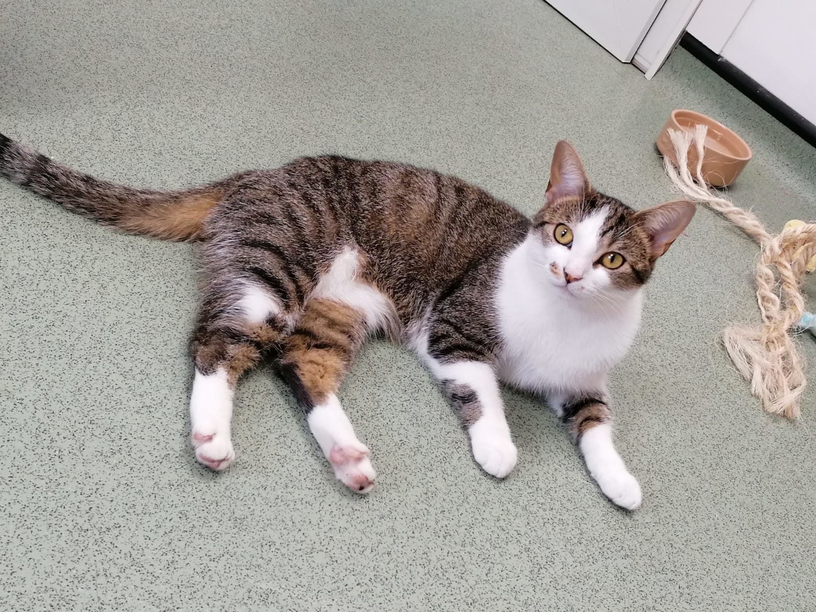Bella - 2 year old female Tabby and White Domestic Short-Haired Cat - Cats For Adoption